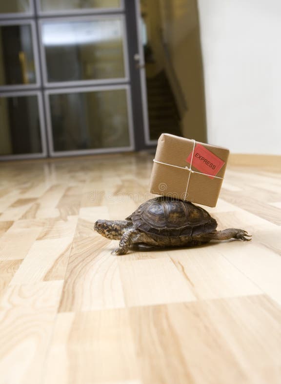 Delivery Turtle stock photo. Image of speed, turtle, cardboard - 25030752