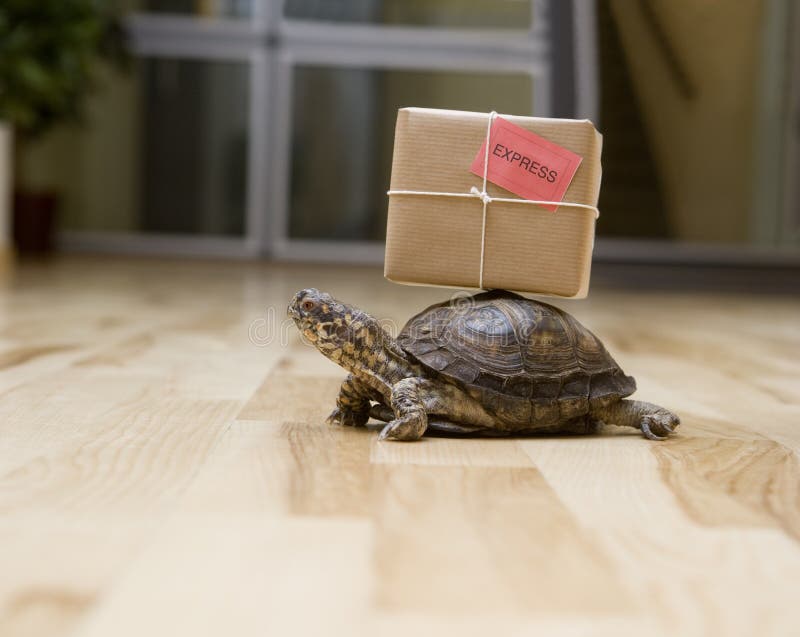 Turtle with Shipping Box on a Back, Isolated on White. Delivery Concept ...