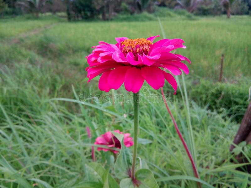Deliya stock image. Image of flowers, grass, landscape - 125886705