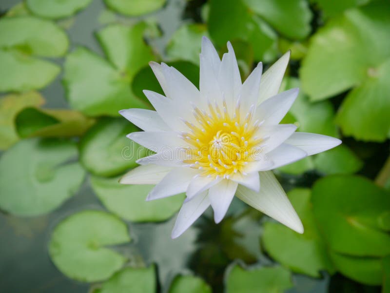 Dell'acqua Fiore Di Loto Lilly - Fotografia Stock - Immagine di ...