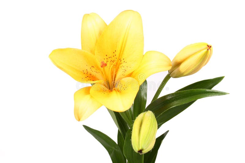 Dell'arancio Fiore Lilly Sulla B Bianca Immagine Stock - Immagine di ...