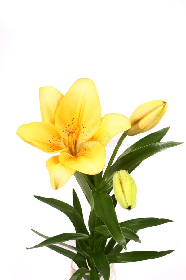 Dell'arancio Fiore Lilly Sulla B Bianca Immagine Stock - Immagine di ...