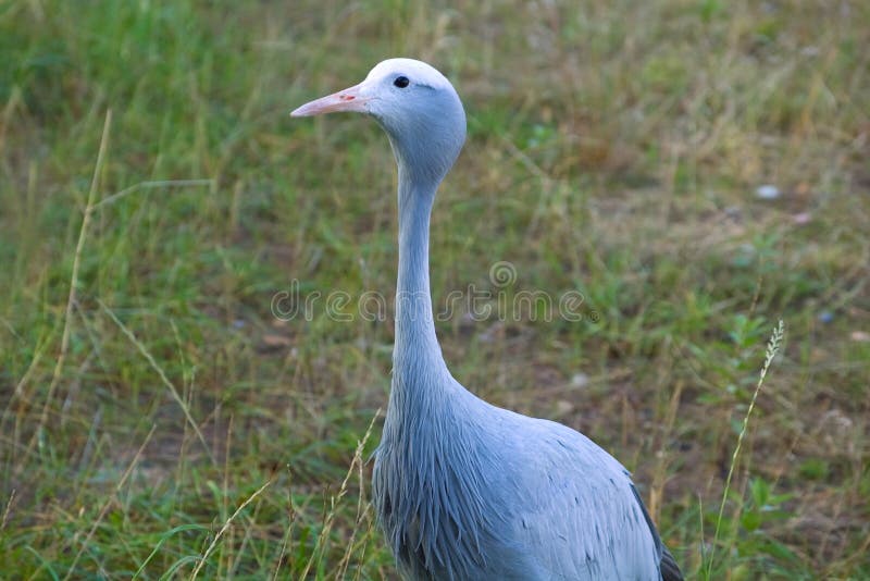 Della Gru Dell'uccello Fine Blu in Su Fotografia Stock - Immagine di ...