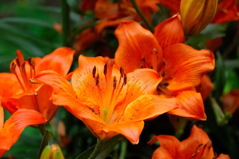 Della tigre fiore lilly immagine stock. Immagine di pianta - 5876459