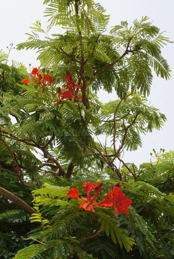 Delonix regia绽放 库存图片. 图片 包括有 鳍类, 有选择性, 开花, 本质, 澳洲, 皇家 - 56664323