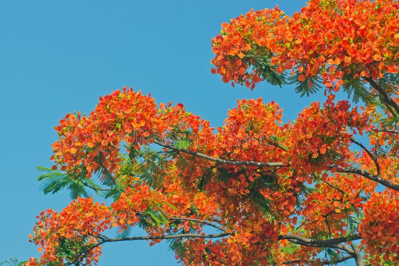 Delonix regia stock image. Image of regia, nature, trees - 24737277