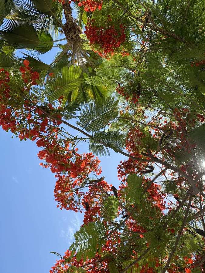 Delonix Regia, or Flame Tree, Panoramic Close-up, Bottom View Stock ...