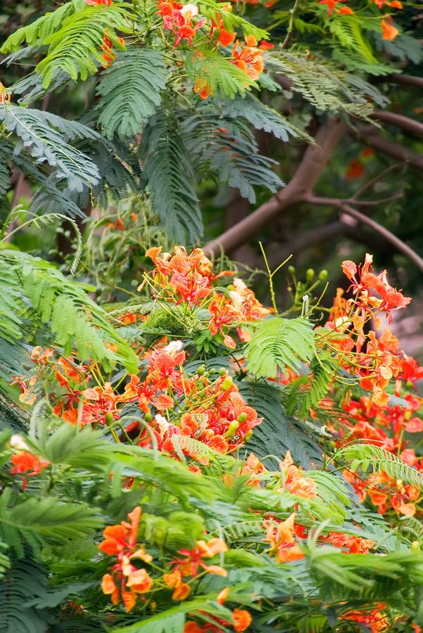 Delonix regia(flame trees) stock photo. Image of leaf - 10669992