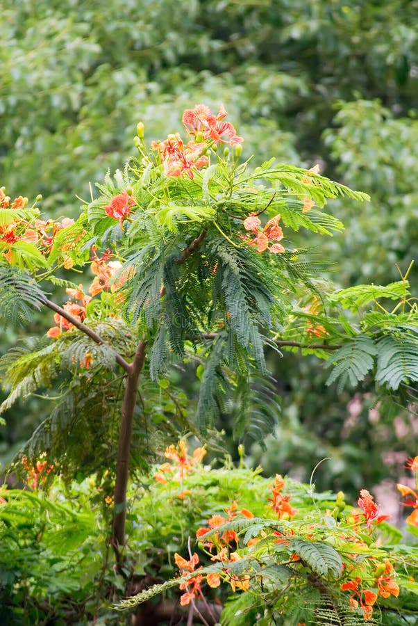 Delonix regia(flame trees) stock image. Image of botanical - 10669995