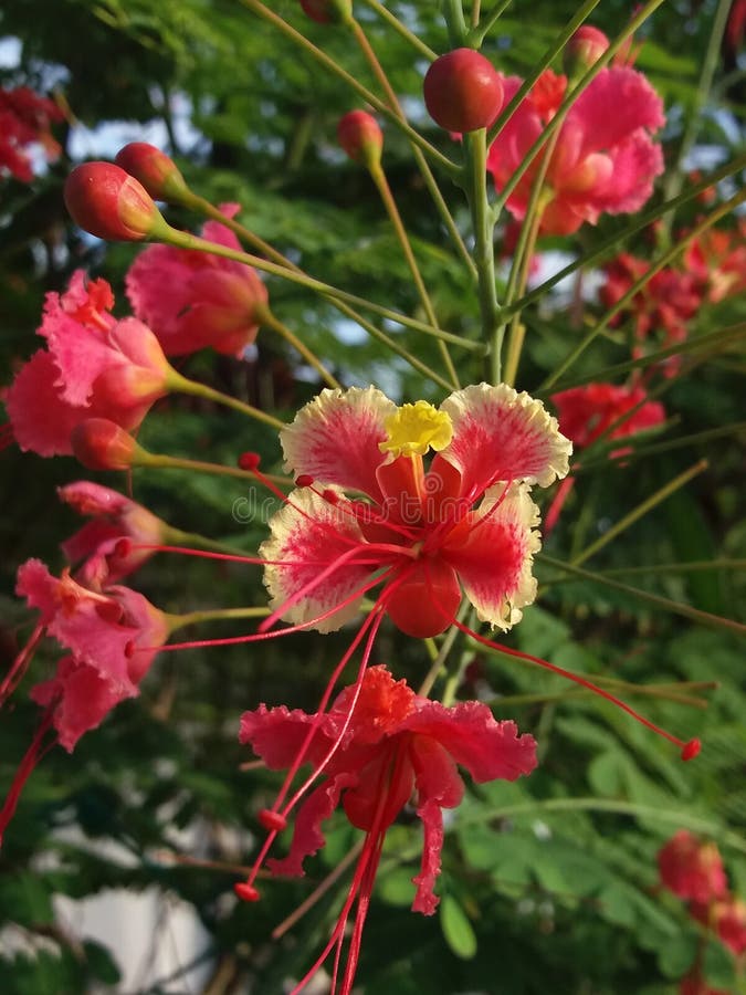 Delonix regia Flowers stock image. Image of beauty, flora - 95176905