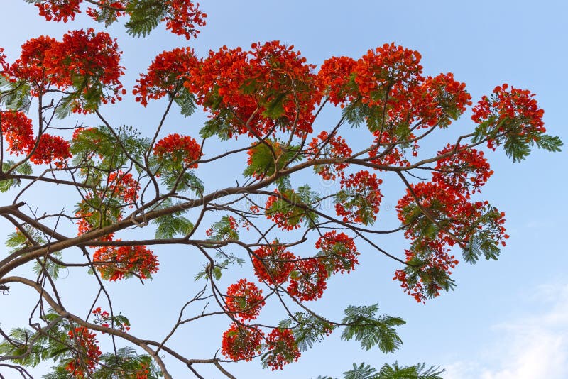 Delonix Regia Flowers in Vietnam Stock Image - Image of colors, branch ...