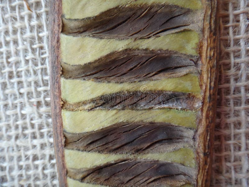 Delonix Regia - Split Seed Pod Stock Photo - Image of adornment ...