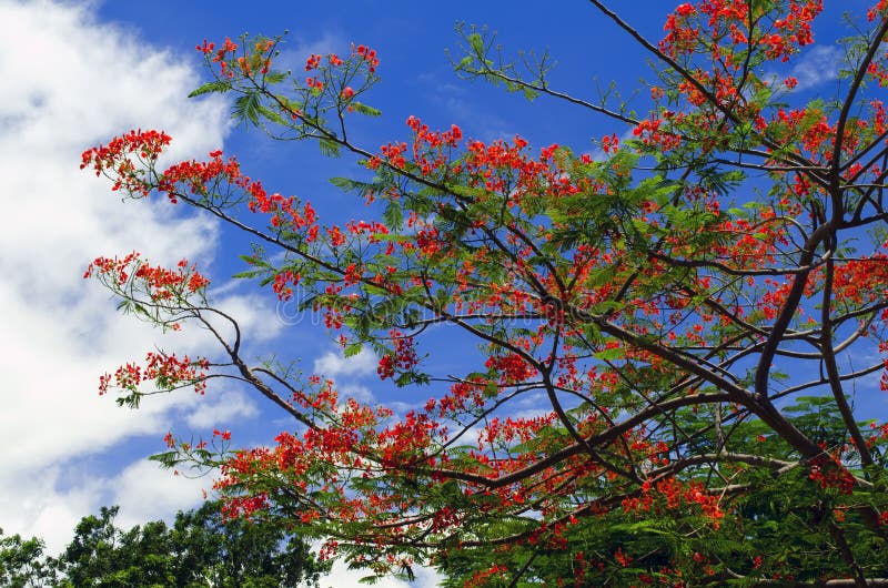 Delonix Regia Tree. stock image. Image of view, thailand - 41265995