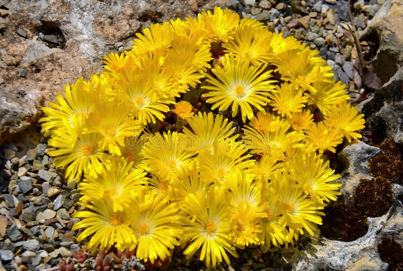 Delosperma Congestum - Delosperma, Yellow-flowering Ornate Plant in ...