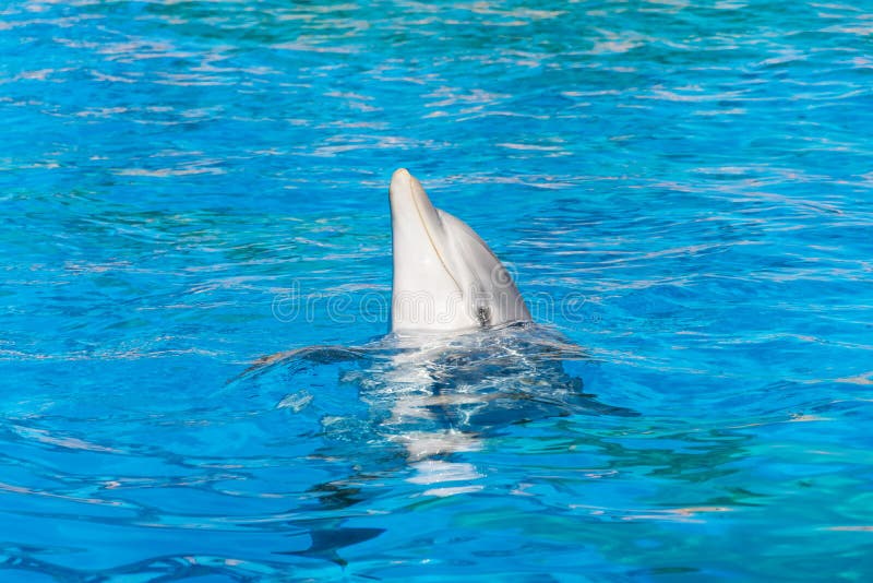Delphin-Blick stockfoto. Bild von sturzflug, nett, flosse - 14624136