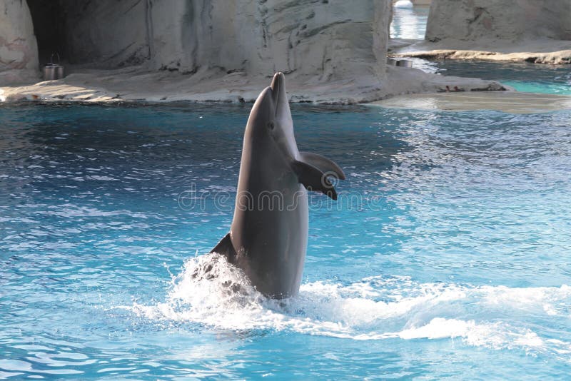 Delphinschwimmen stockfoto. Bild von flosse, marinesoldat - 15822024