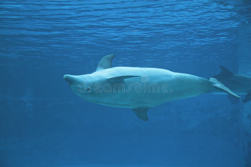 Delphinschwimmen stockfoto. Bild von flosse, marinesoldat - 15822024