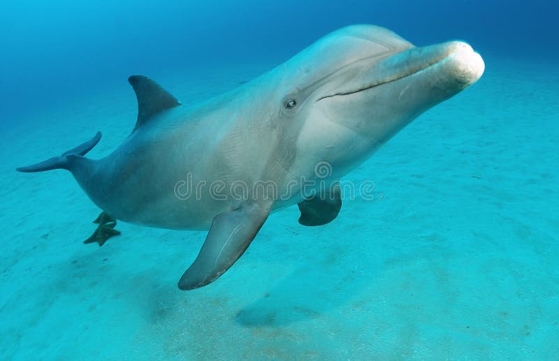 Delphin stockfoto. Bild von einzeln, draussen, sprünge - 7672006