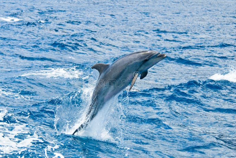 Delphin springen stockfoto. Bild von spritzen, springen - 7337852