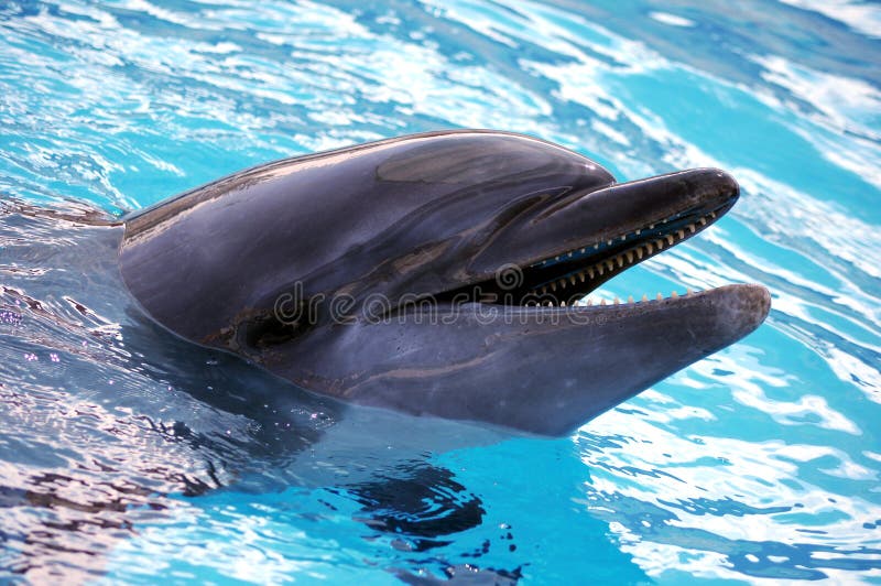 Delphin In Der Gefangenschaft Stockbild - Bild von nett, gefangenschaft ...