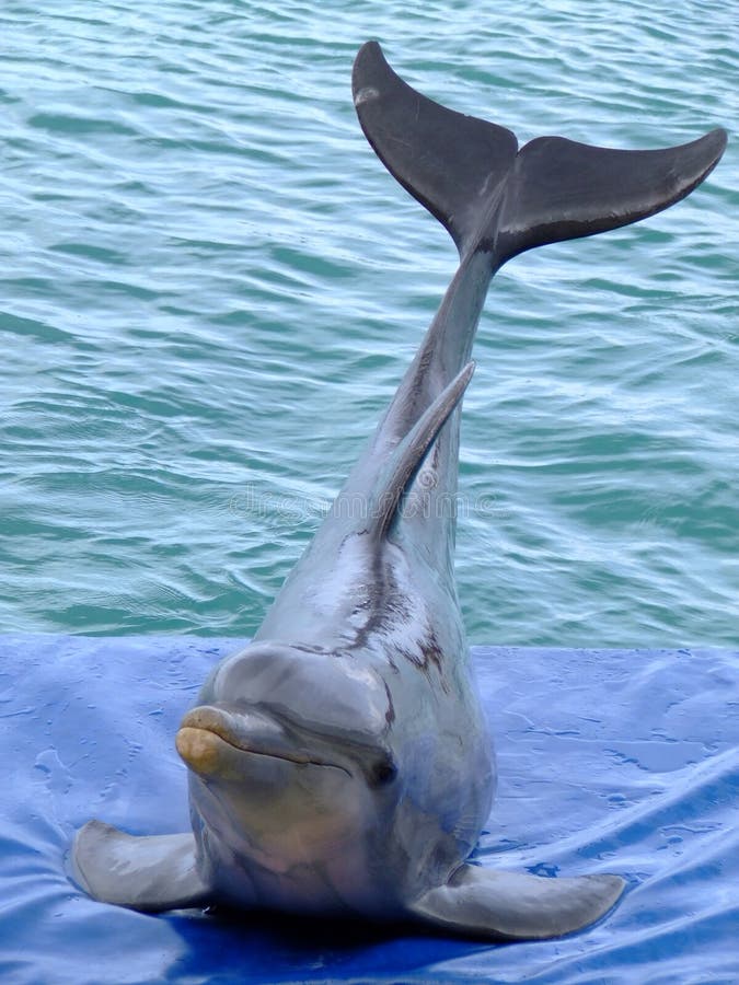 Delphin-Heck-Flossen stockfoto. Bild von zwei, paar, meer - 9950840