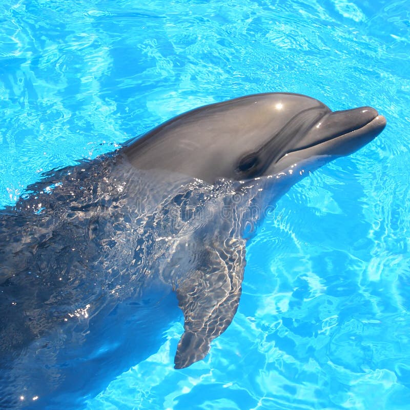 Delfinfotos - Wunderschöne Delfin-Stockbilder Stockbild - Bild von bild ...