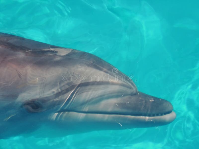 Delphin-Foto - Schöne Delphin-Archivbilder Stockbild - Bild von bilder ...