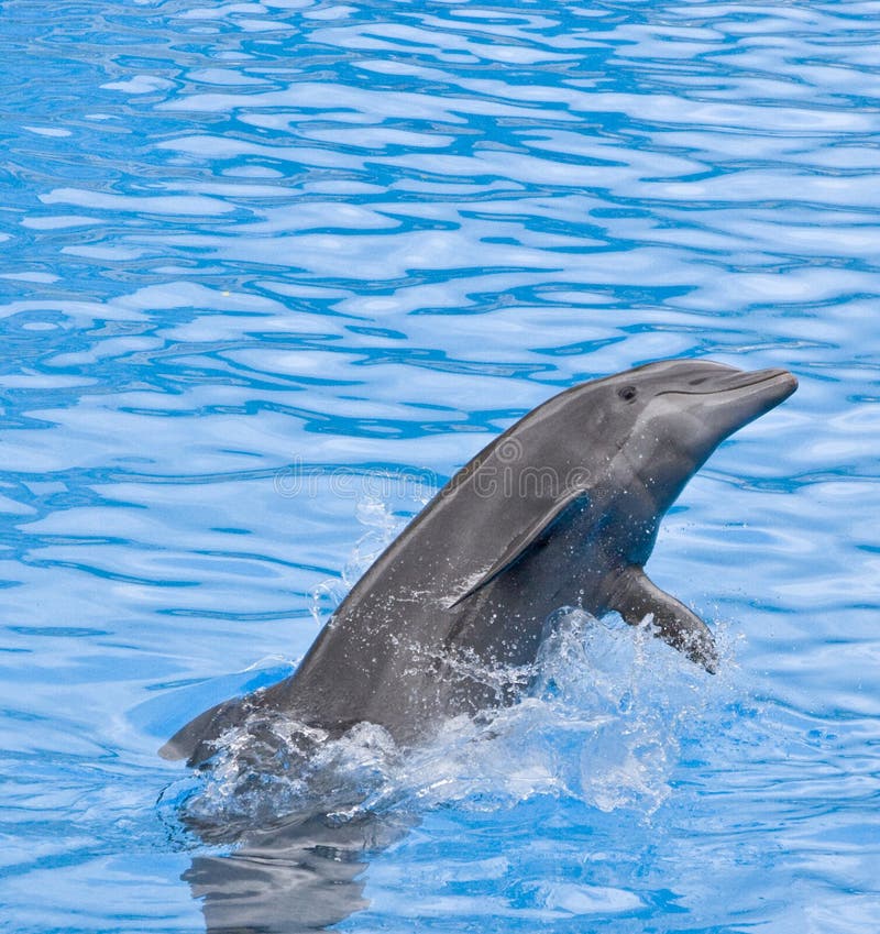 Zwei Delphine, Die Heraus Springen Stockfoto - Bild von delphine ...