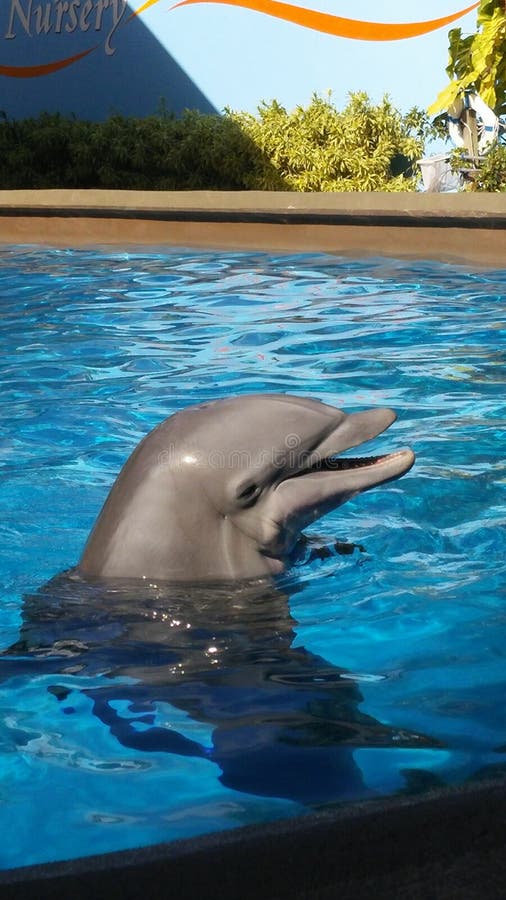 Ein Delphin, Der Oben Schaut Stockfoto - Bild von sprung, freude: 13085296