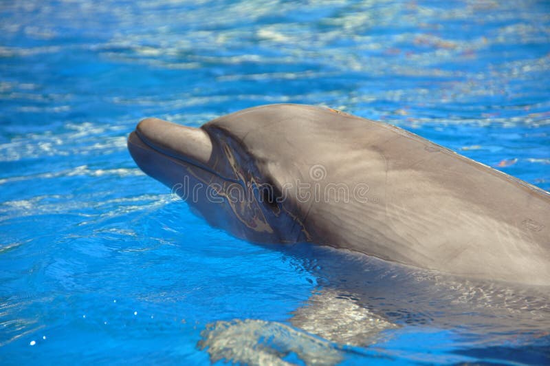 Delphin stockbild. Bild von biologie, säugetier, blau - 9854027