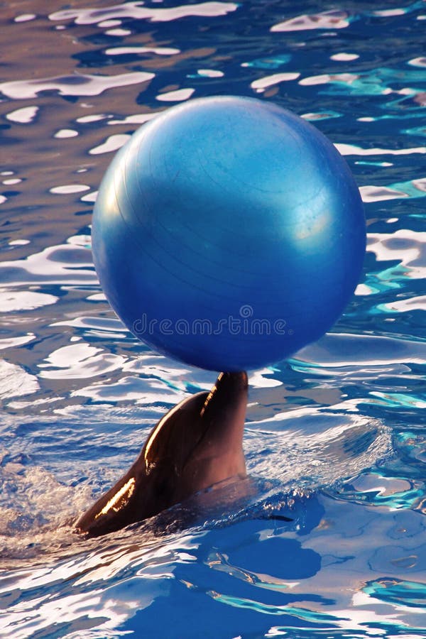 Delphin mit einem Ball stockfoto. Bild von grau, meer - 99709756