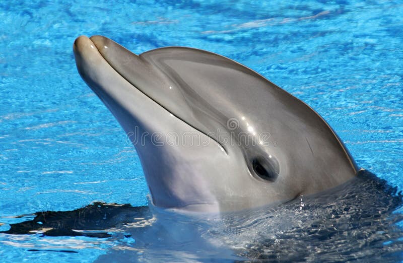 Delphin-Portrait stockbild. Bild von profil, säugetier - 26726199