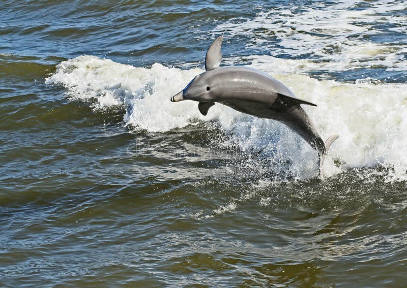 Springender Delphin stockbild. Bild von meer, säugetier - 5131767