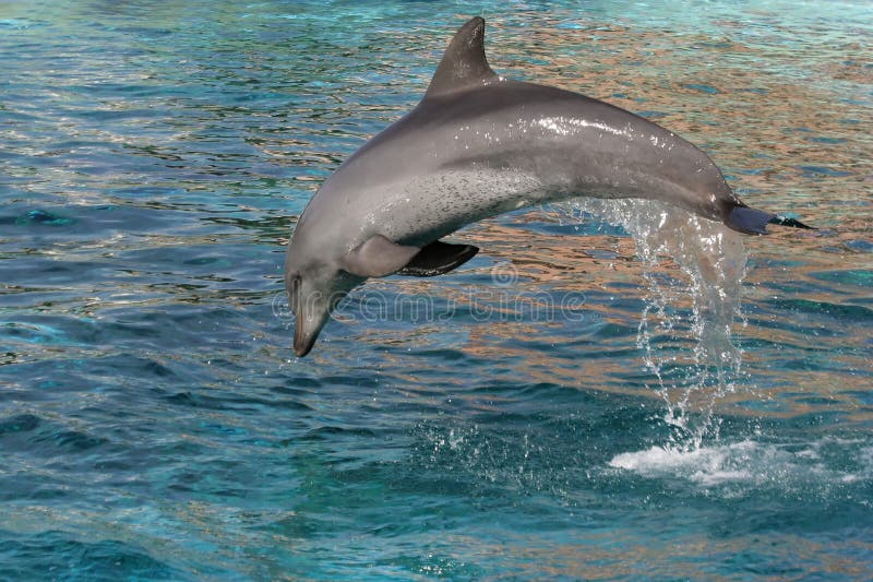 Delphin-Bogen-Sprung stockbild. Bild von wasser, erscheinen - 10141343