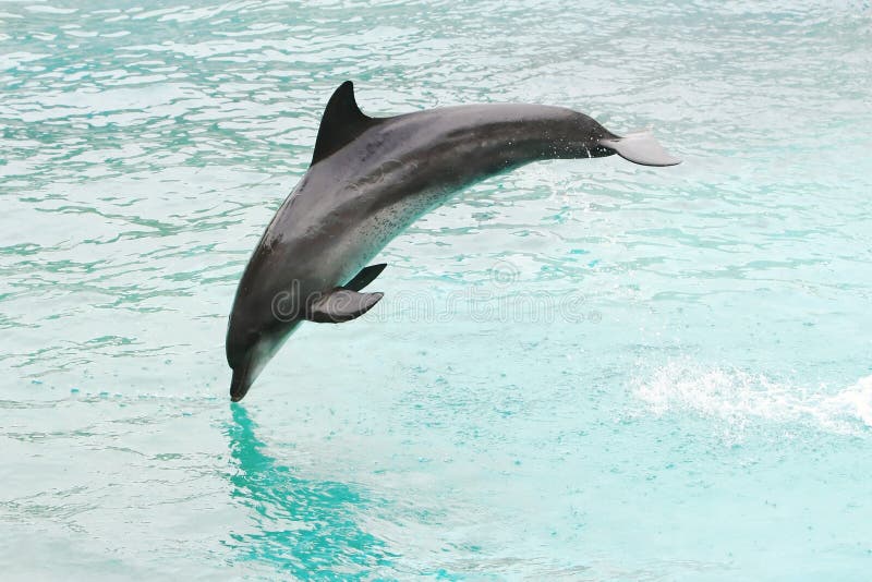 Delphin-Sprung stockfoto. Bild von freund, leistung, säugetiere - 8987522