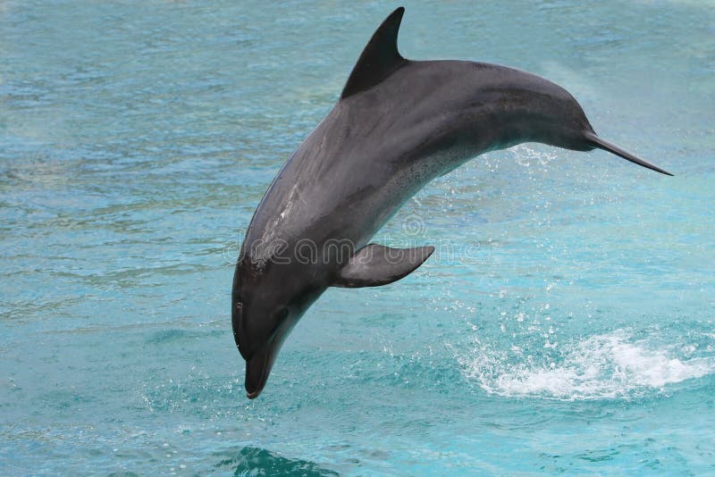 Delphin-Sprung stockfoto. Bild von freund, leistung, säugetiere - 8987522