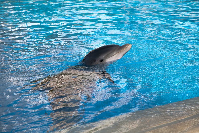 Delphinbaby stockfoto. Bild von lächeln, fische, intelligenz - 37177122