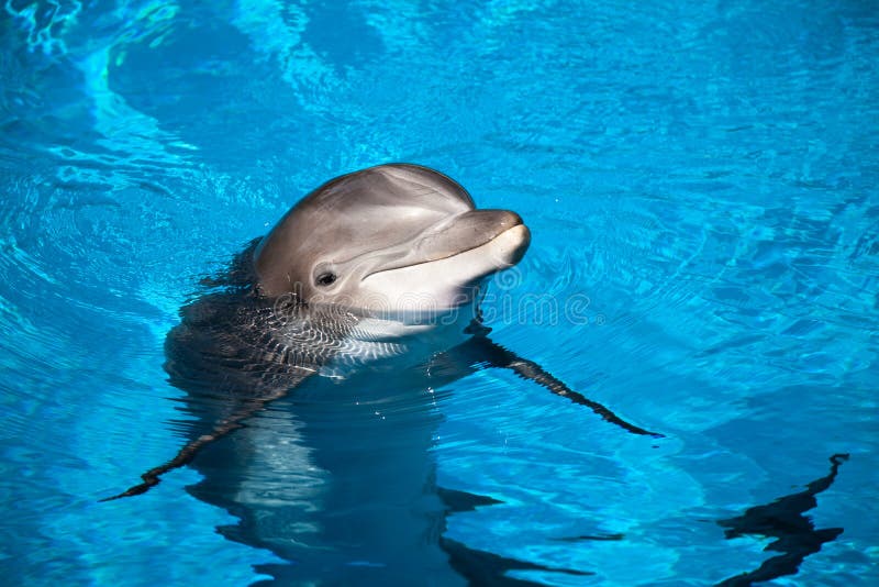 Delphin Mit Einem Baby, Das In Das Wasser Schwimmt Stockfoto - Bild von ...