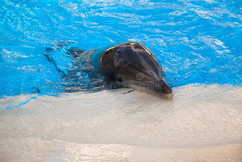 Delphin Mit Einem Baby, Das In Das Wasser Schwimmt Stockfoto - Bild von ...