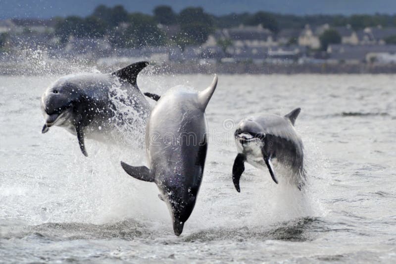 Delphine stockfoto. Bild von spritzen, meer, säugetiere - 12615998