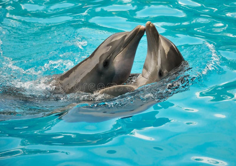 Delphin-Heck-Flossen stockfoto. Bild von zwei, paar, meer - 9950840