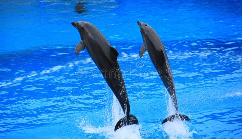 Springender Delphin stock abbildung. Illustration von delphin - 20750205