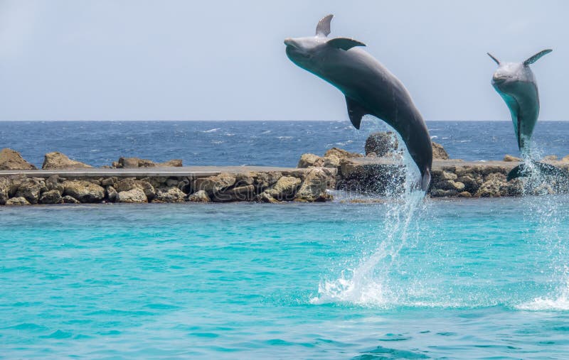 Delphin-Foto - Schöne Delphin-Archivbilder Stockbild - Bild von delphin ...