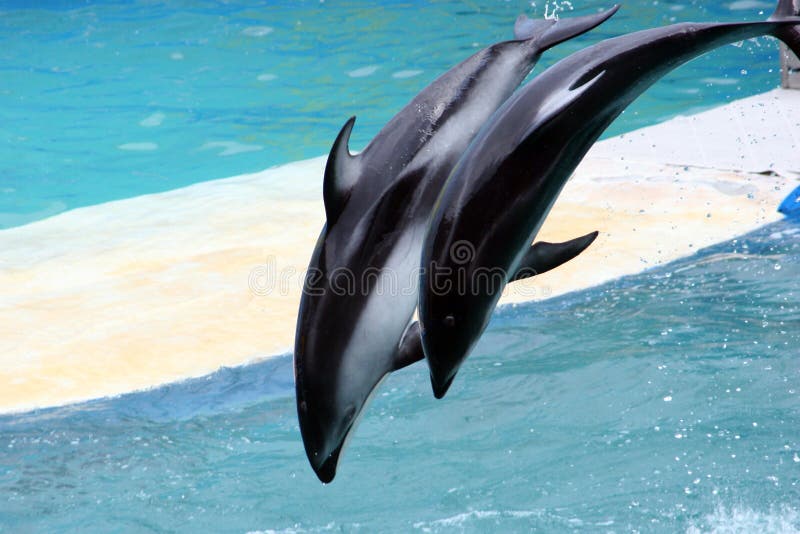 Delphine stockfoto. Bild von delphine, ugetiere, flosse - 579104