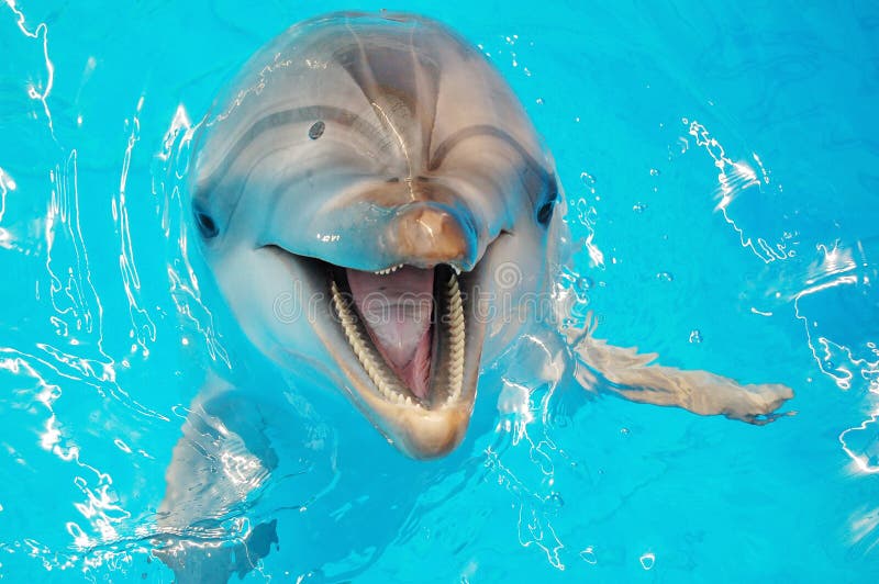 Delphine stock photo. Image of diving, deep, freedom, sunshine - 6063248