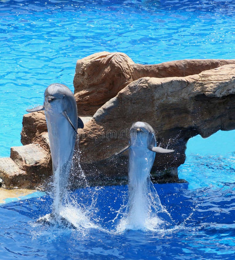 Springen Von Delphinen Im Meer, Um Die Leute Vom Boot Zu Fotografieren ...