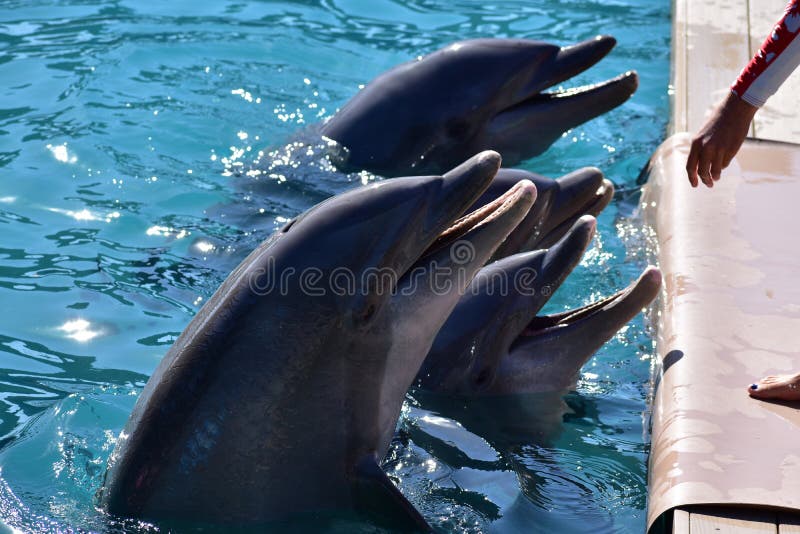 Delphine in Miami Seaquarium Redaktionelles Stockfotografie - Bild von ...