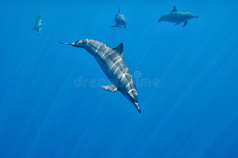 Zwei Delphine Schließen Oben Adler Stockfoto - Bild von delphin, flosse ...