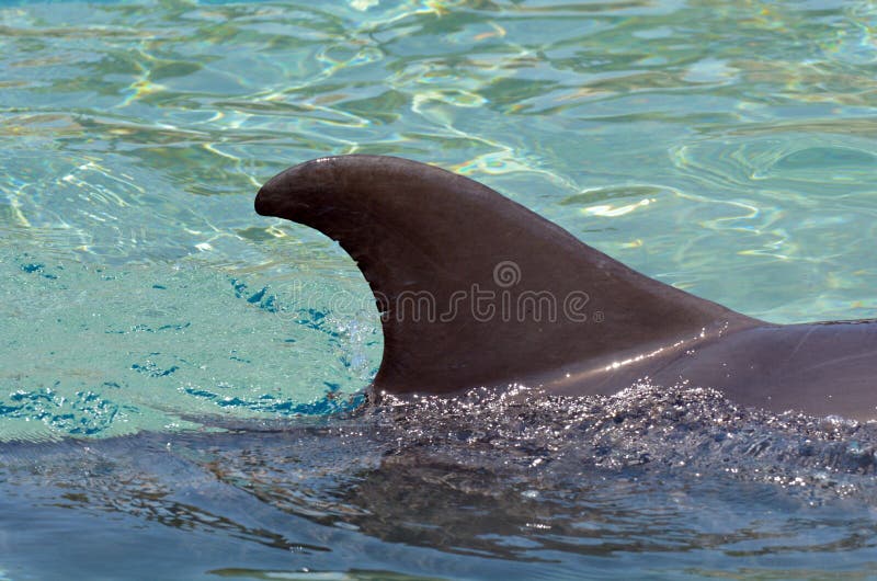 Delphinflosse stockfoto. Bild von nave, säugetiere, unterhaltung - 47459568