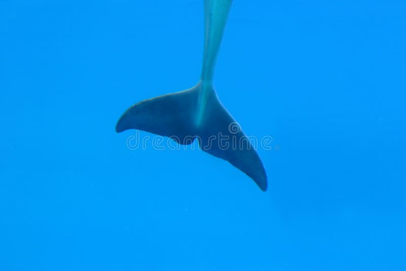 Delphin-Heck stockfoto. Bild von geläufig, geschöpf, flossen - 4038304